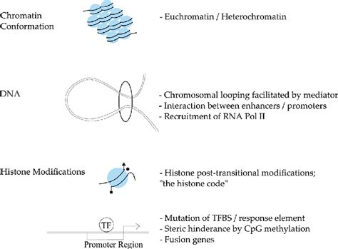 Graphical Summary Of Gene Expression Regulators Regulation Of Gene Download Scientific Diagram