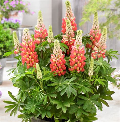 Lupin Tequila Flame 2 Litre Stewarts Garden Centre