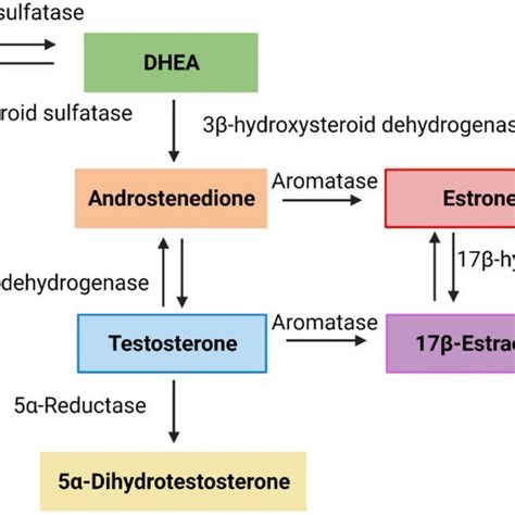 Mr Causal Estimate Of Dheas On Colorectal Cancer Download Scientific Diagram