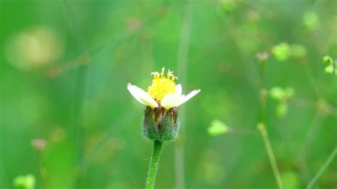 Cadillo Bilder Durchsuchen 40 Archivfotos Vektorgrafiken Und Videos Adobe Stock