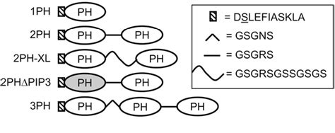 Figure 1 From Single Molecule Diffusion Of Membrane Bound Proteins Window Into Lipid Contacts