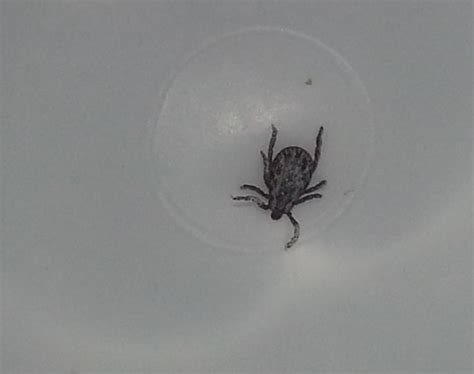 Grey Tick