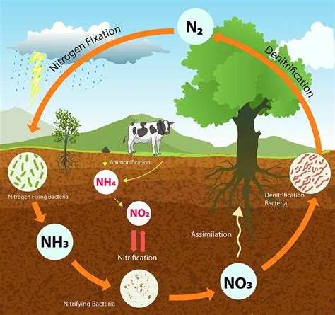 The Nitrogen Cycle How Nitrogen Supports Life Reading Passage With Quiz For Teachers