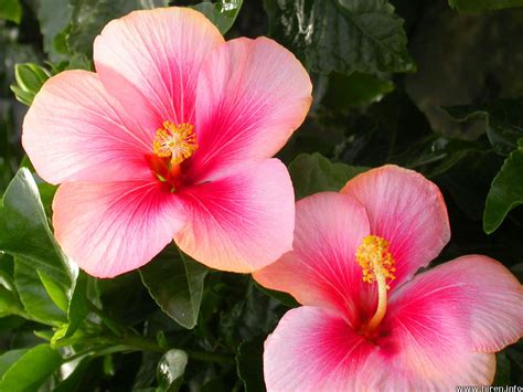 Welcome To Whatever Happened To All The Hibiscus