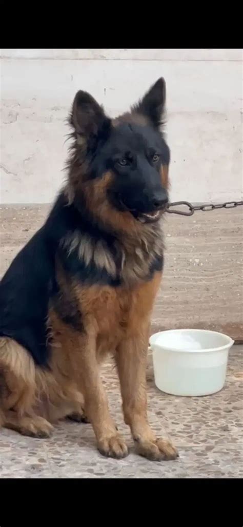 سگ ژرمن شپرد بلکگوسفتدبز در اهواز