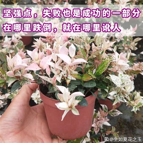 花叶络石的养殖方法和寓意