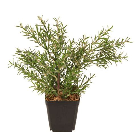Rosmarin I Kruka Konstgjorda örter Gröna Växter H24cm 18227 4 Floristik24