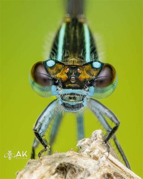 Ak Gallery AK Diffuser