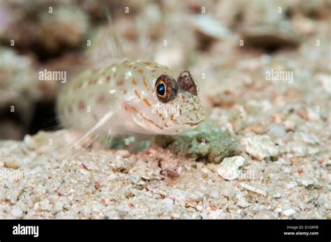 Gold Speckled Shrimp Goby Ctenogobiops Pomastictus Sulawesi