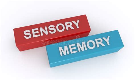 Sensory Memory Word Block On White Stock Illustration Illustration Of