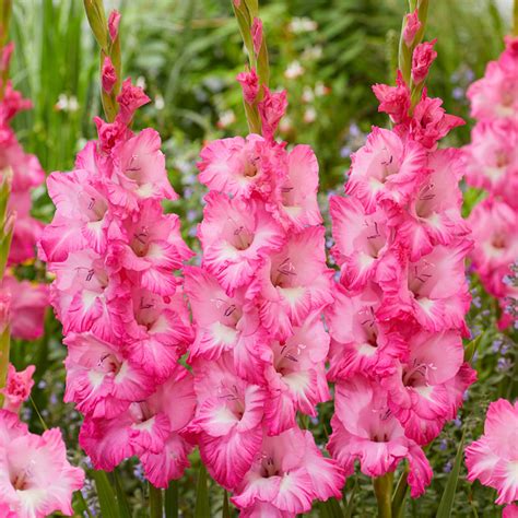 Gladiola Violet King