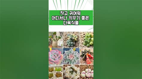 예쁜다육 작고소중해 희귀다육 다육이 다육식물 다육 다육라방 라이브방송판매 초보다육이 초보식집사 다육판매 다육천국 다육이저렴한곳 엑스플랜트 다육이금