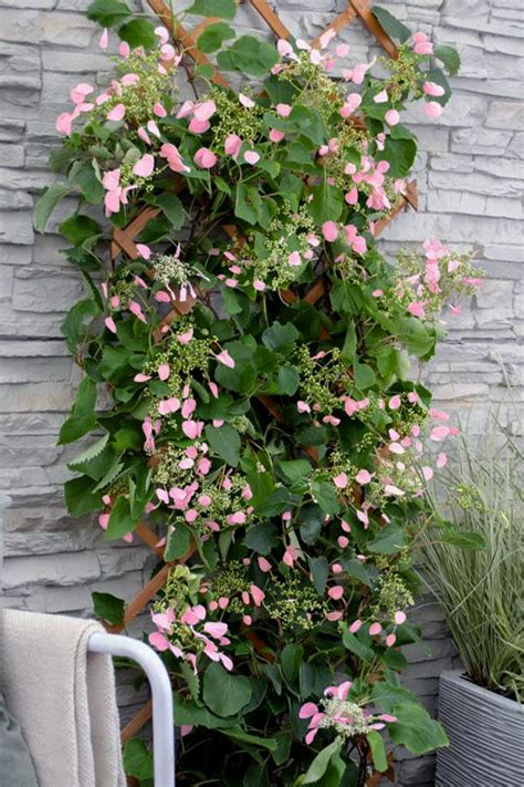 Buy Rose Sensation Pink Climbing Hydrangea Free Shipping Wilson