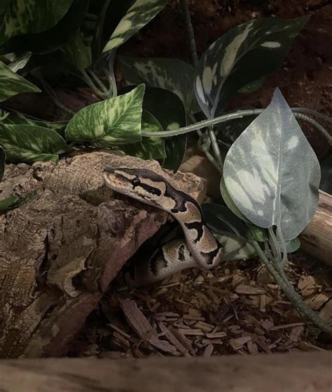 Ball Python Bioactive Substrate Rballpython