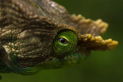 Photography Nature Wildlife Horns Chameleons Macro Green