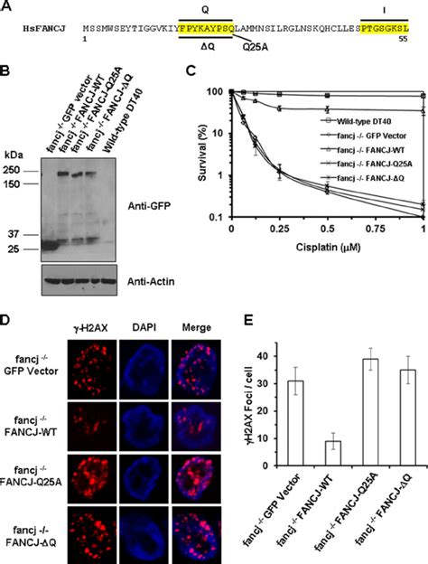 Analysis Of Cell Sensitivity Toward Interstrand Cross Link Treatments