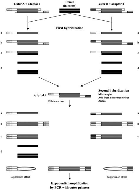 Suppression Subtractive Hybridization Tester Samples Are Digested With