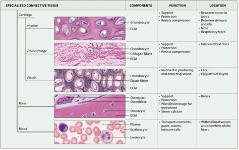 Module 43 Connective Tissues Human Anatomy And Physiology Tissue