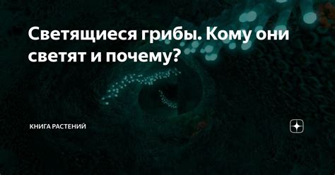 Светящиеся грибы Кому они светят и почему Книга растений Дзен
