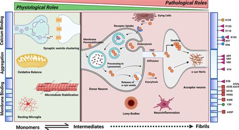 Schematic Showing Physiological And Pathological Characteristics Of