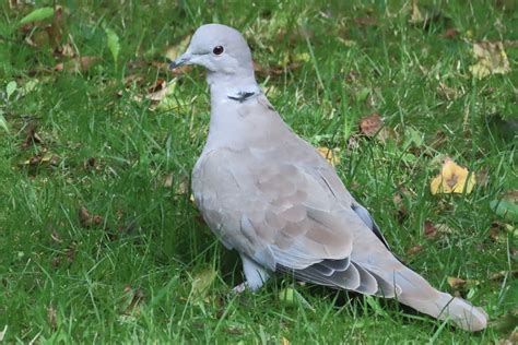 Collared Dove Birdforum