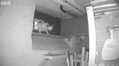 Prey Detection V3 Object Detection Dataset And Pre Trained Model By Moritz K