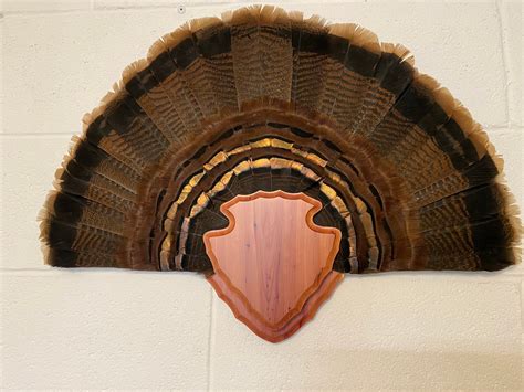 Turkey Tail Fan Mount Plaque Arrowhead Design Etsy