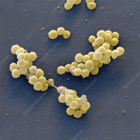 Staphylococcus Aureus Bacteria Sem Stock Image B234 0153 Science Photo Library