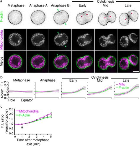 Visualization And Quantification Of F Actin And Mitochondrial