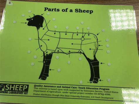External Sheep Diagram Quizlet