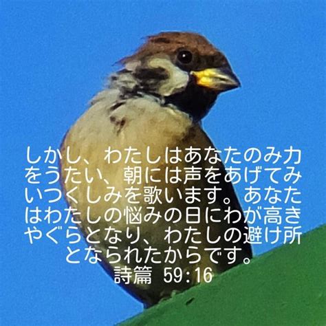 詩篇59篇16節 ベテスダ柏 楽天ブログ