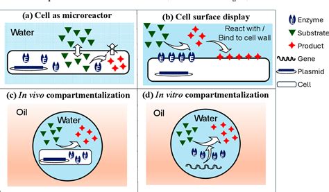Figure 1 From Droplet Microfluidics For High Throughput Screening And Directed Evolution Of