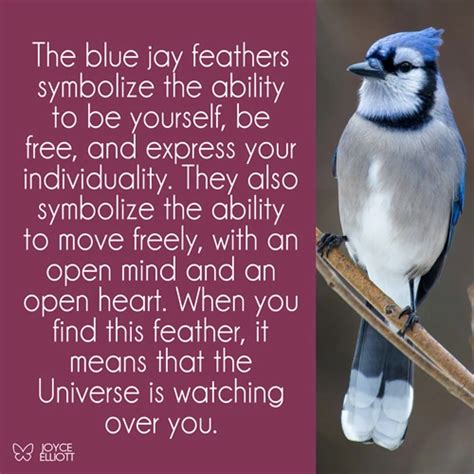 Meaning Of A Blue Jay Feather