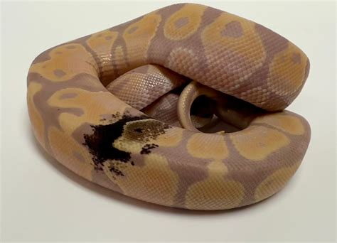 Banana Paradox Ball Python By The Gourmet Rodent Morphmarket
