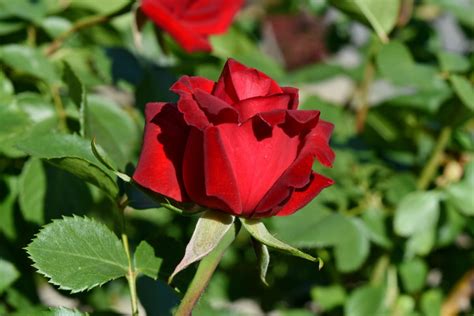 무료 사진 원 예 빨간색 장미 잎 공장 꽃 관목 꽃 봉 오리 꽃 꽃잎