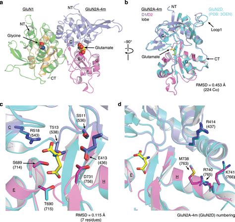Crystal Structure Of Glun1 Glun2a 4m Lbd And Comparison With Glun2d Download Scientific Diagram