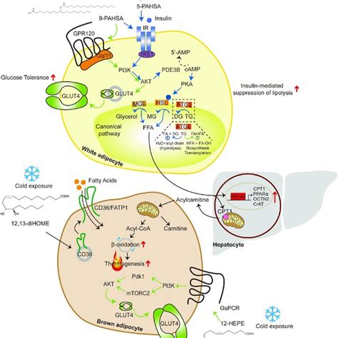 Bioactive Lipid Mediated Regulation Of Insulin Downstream Signaling And Download Scientific