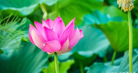 夏季休闲好去处，铜陵湿地公园赏花，美疯了 西湖 西湖湿地 铜陵 新浪新闻