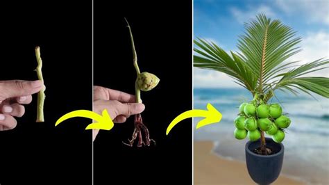How To Grow Coconut Tree From Coconut Flower Trees Are Made From