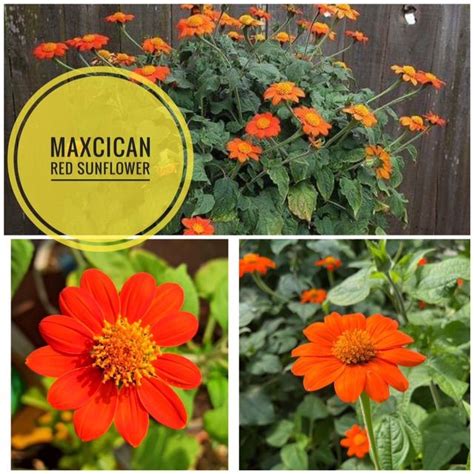 Maxcican Red Sunflower Seeds Darazlk