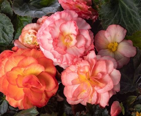 Begonia Limitless Greenhouse Product News