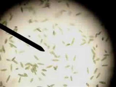 Protist Diversity YouTube