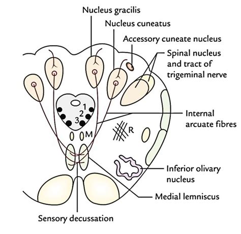 Medulla Oblongata Definition Structure And Functions