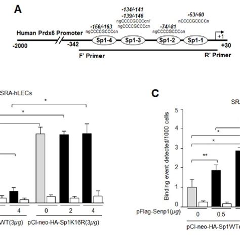Mutagenesis And In Vivo Dna Binding Assay Revealed Increased Binding Of