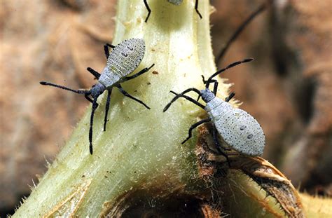 Squash Bugs Pest Management And Control Strategies Joegardener®