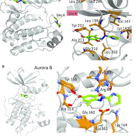 Surface Binding Mode Of Ptk66 A Surface Enhanced Raman Spectroscopy Download Scientific