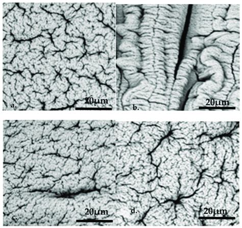 Sem Micrographs Scale Bar 20 µm ×4256 Of A Lv Alginate Beads
