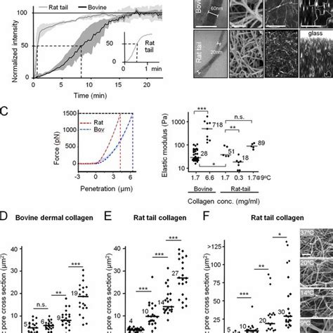 Modulation Of Migration Efficiency And Nuclear Deformation In Dense