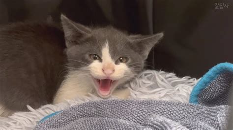 8차선 도로 옆 화단 반나절째 갇혀있던 아기고양이 냥줍 Youtube