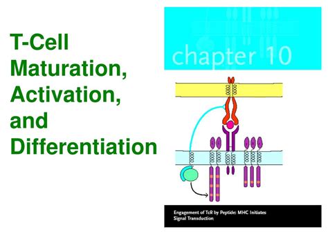 Ppt T Cell Maturation Activation And Differentiation Powerpoint Presentation Id 5693935